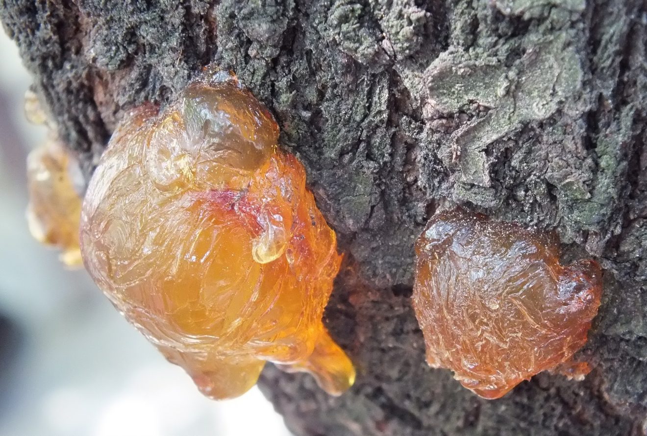 How Are Colored Amber Formed? - Taaaf Boutique